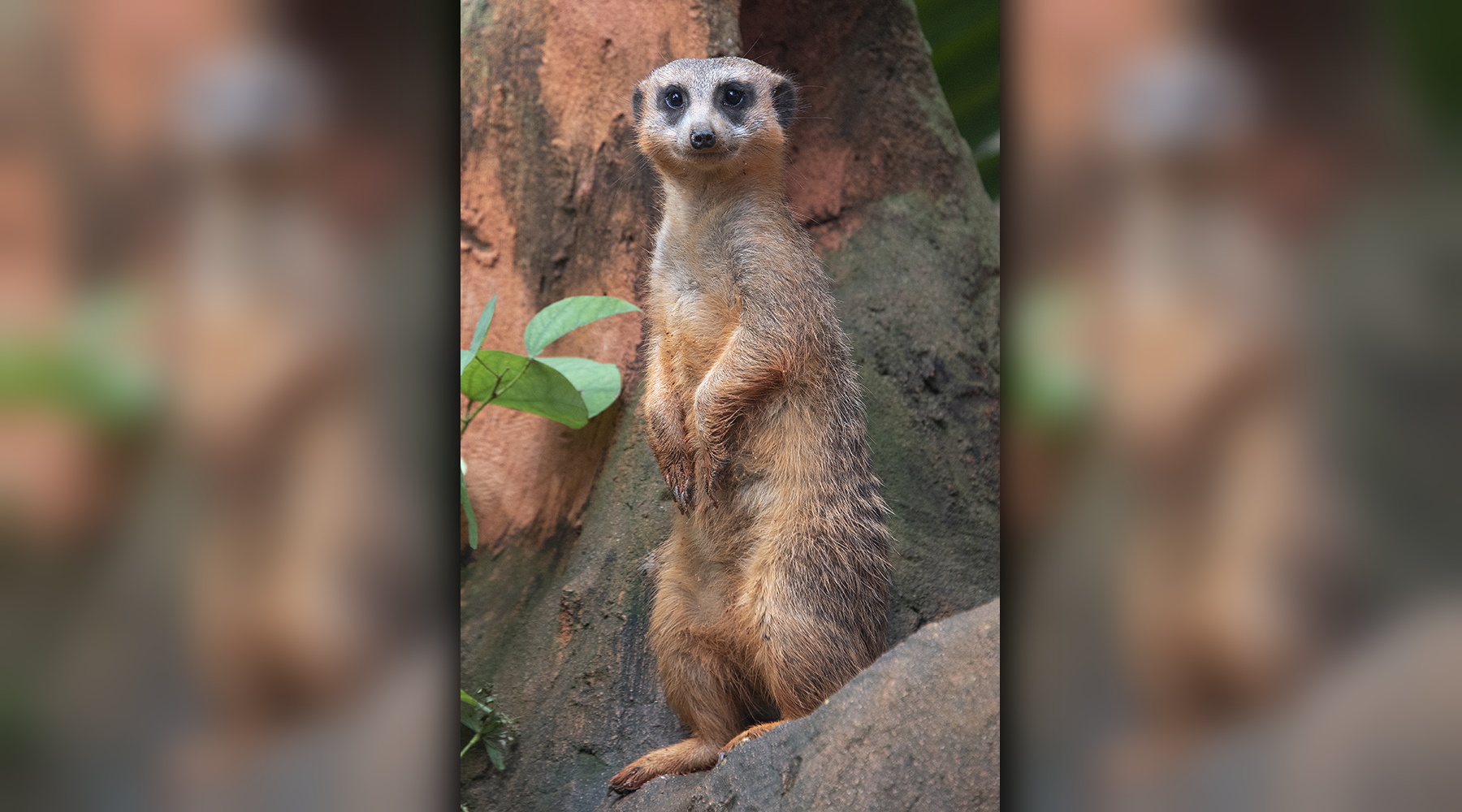 Zoo Miami announces death of meerkat - WSVN 7News | Miami News, Weather ...