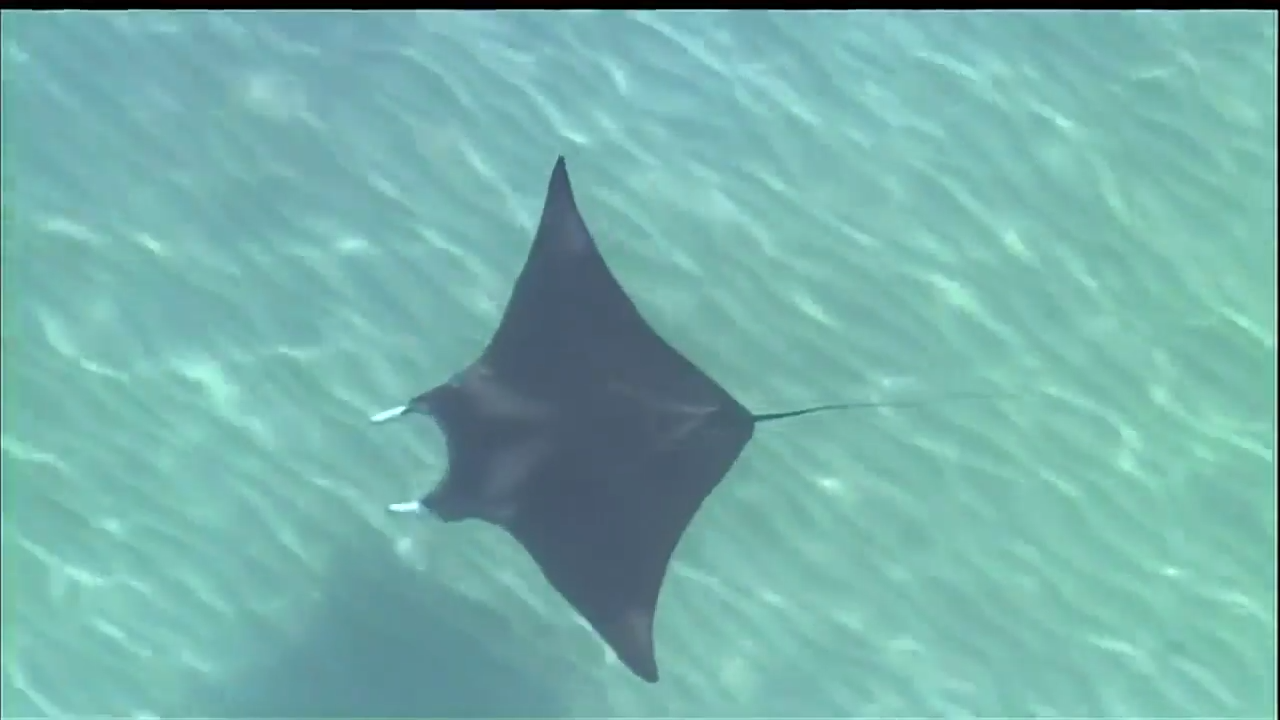 Manta ray spotted off Hollywood Beach - WSVN 7News | Miami News ...