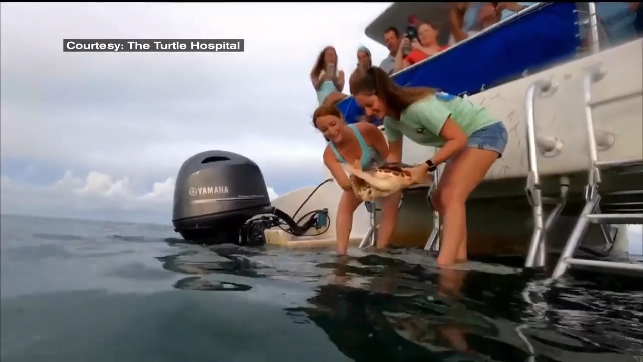 2 turtles released in the Keys after years spent in program educating the public about sea ...