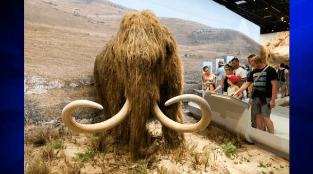 Woolly mammoth resurrection project receives $15 million boost - WSVN ...