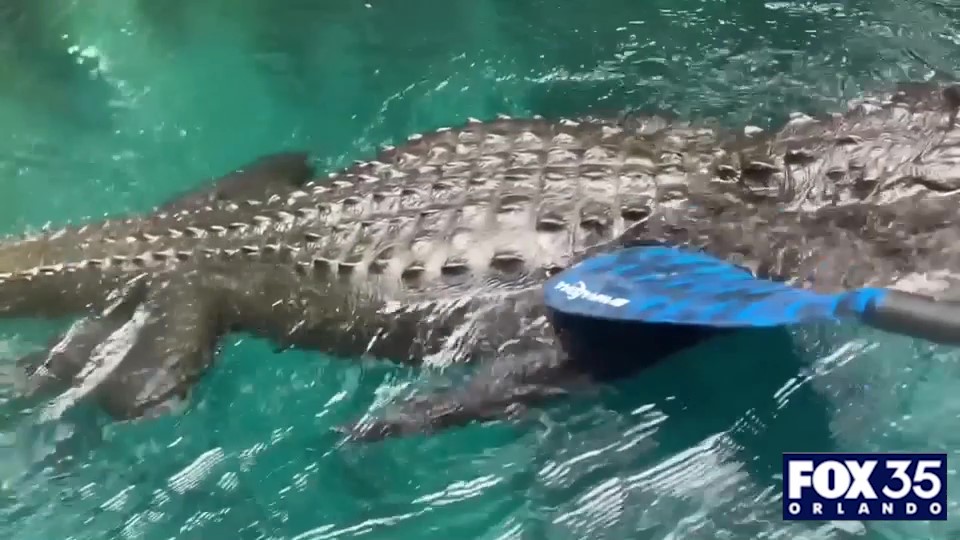 Florida paddleboarder fends off alligator with oar – WSVN 7News | Miami ...