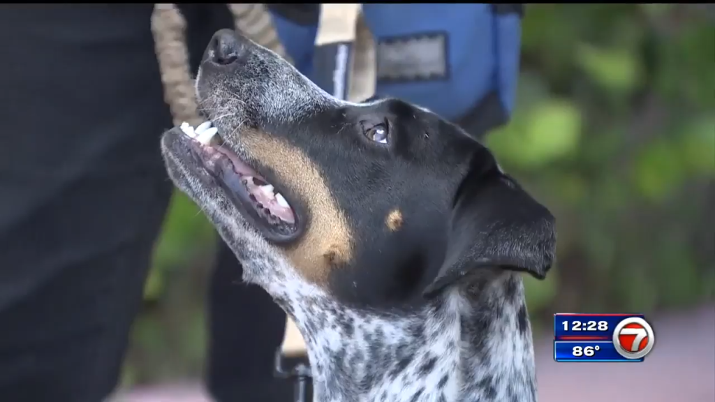 Dottie becomes 2nd rescued pup to join MDPD as therapy dog – WSVN 7News ...