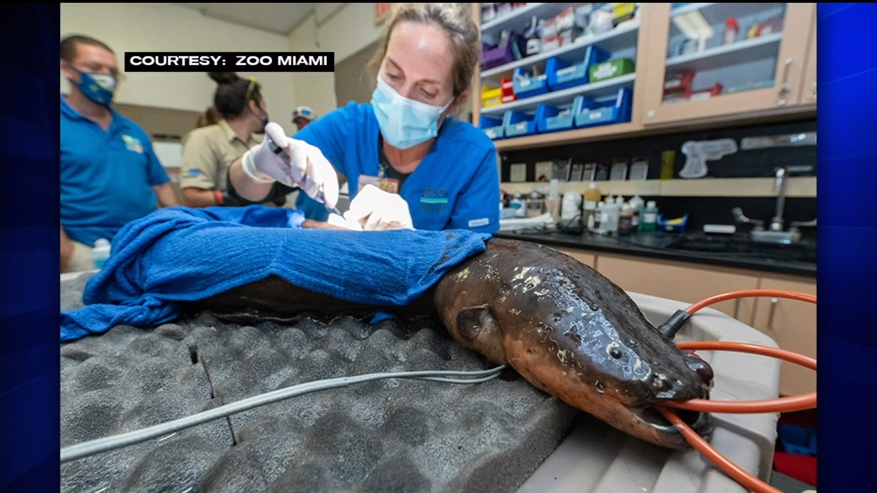 Team wears protective gear to avoid getting shocked while performing ...