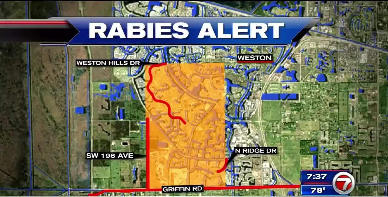 Rabies alert issued for Weston community after fox tests positive ...