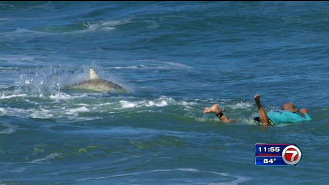 Surfers share ordeal after they become surrounded by sharks in ...