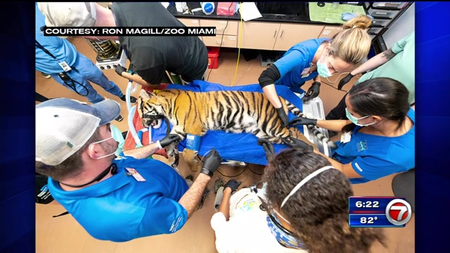 Medical checkup time for Sumatran tiger cub at Zoo Miami - WSVN 7News ...