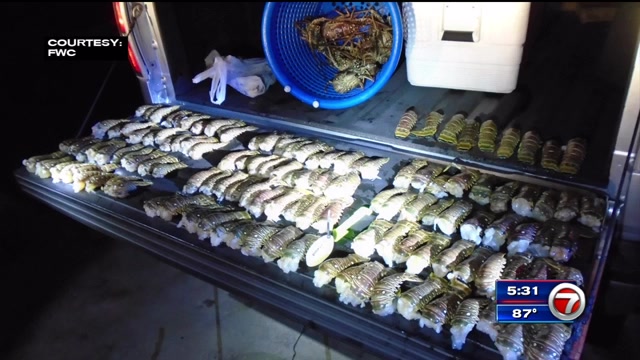 129 lobster tails, 8 undersized lobsters found in boat near Coral Key ...