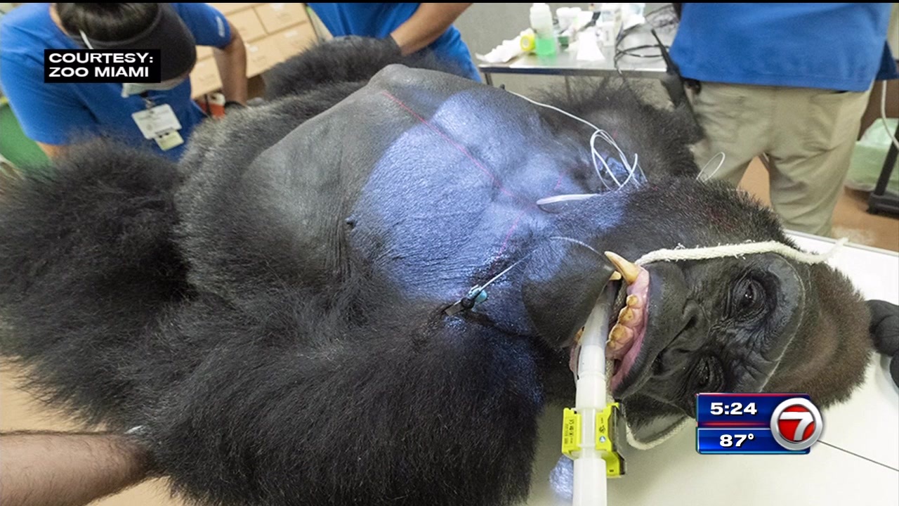 Silverback gorilla undergoes extensive medical exams at Zoo Miami ...