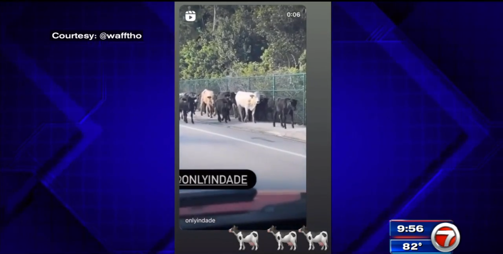 Herd of cows seen walking along Miami Gardens sidewalk – WSVN 7News ...