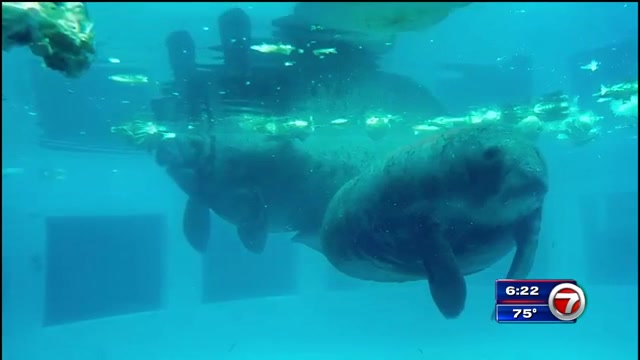 Parts of Miami-Dade coast to become slow speed zones to protect ...