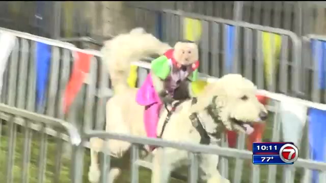 Animal activists decry Broward County Fair’s Banana Derby — featuring ...