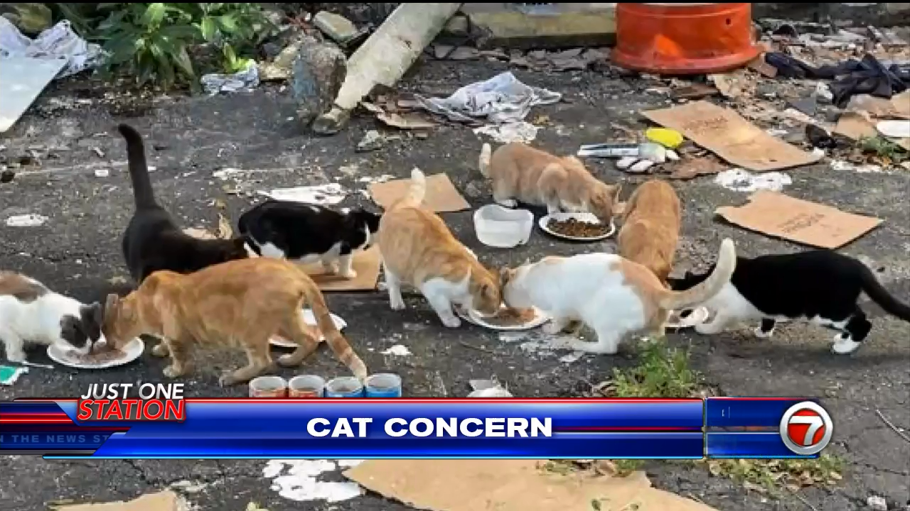 Building planned on being demolished is home to colony of cats - WSVN ...
