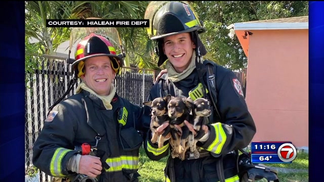 3 displaced, 5 puppies rescued after Hialeah house catches fire - WSVN ...