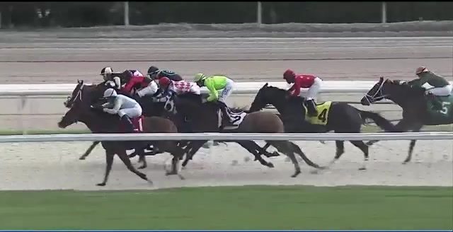 Synthetic surfaces gaining traction at major horse racing tracks - WSVN ...