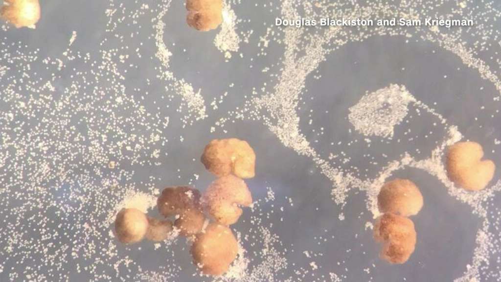 ‘This is profound’: Scientists create self-replicating robots from frog ...