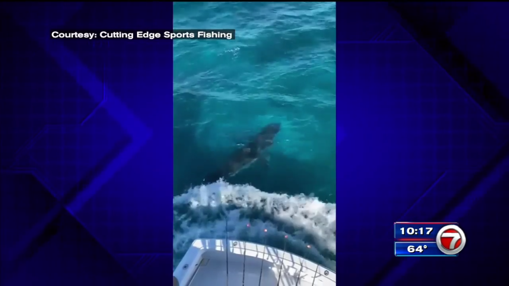 South Florida fishermen encounter great white shark off Key Biscayne ...