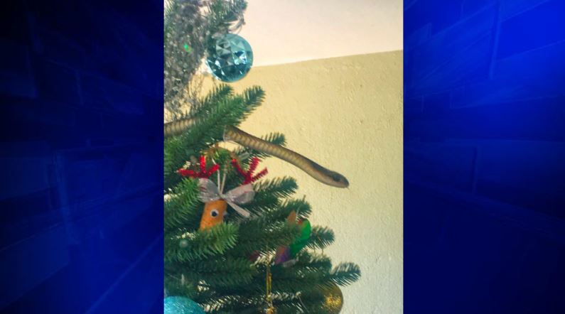 Venomous snake found lurking in family’s Christmas tree – WSVN 7News ...