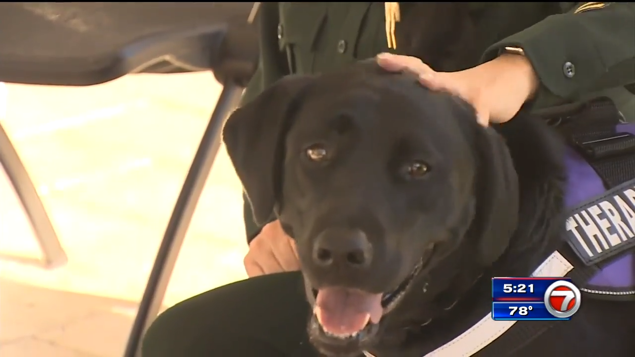 BSO therapy dog sworn in at Weston City Hall - WSVN 7News | Miami News ...