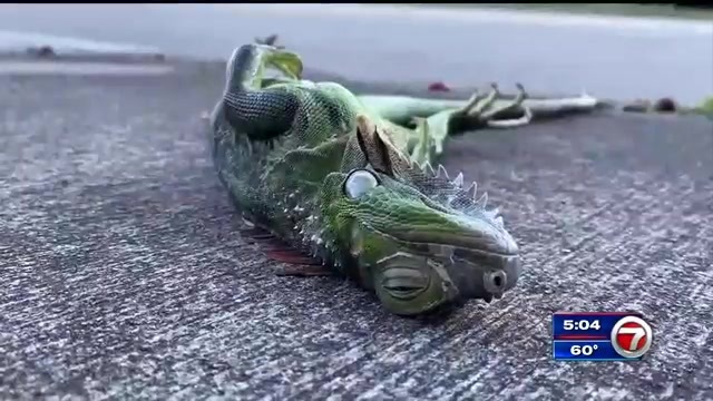 ‘Frozen’ iguanas fall from trees in Florida as record cold arrives ...