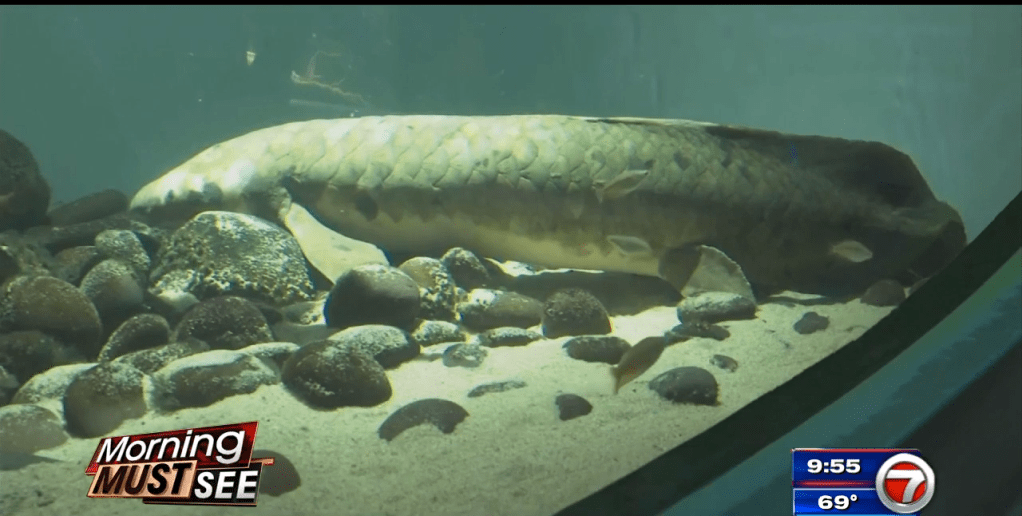 Meet Methuselah, the oldest living aquarium fish – WSVN 7News | Miami ...