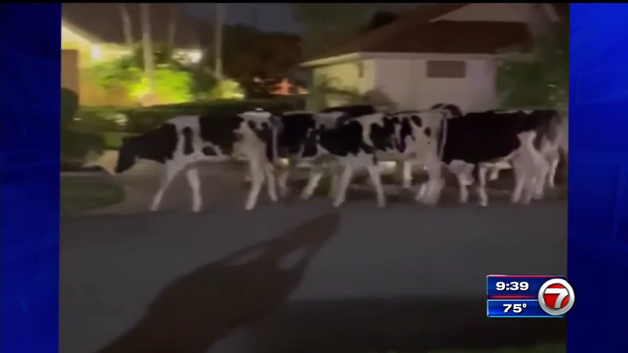 Officers corral about 20 loose cows seen roaming Miami Lakes ...
