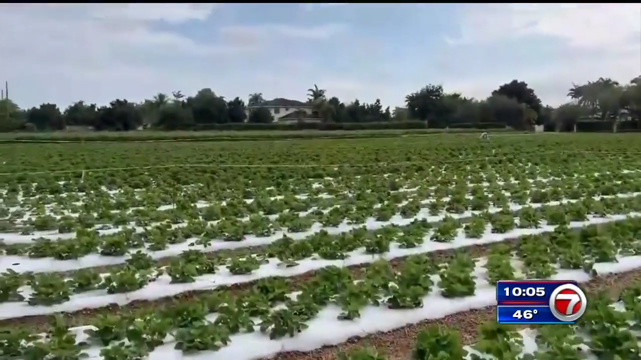 Farmers in Homestead prepare to keep crops alive during drop in ...