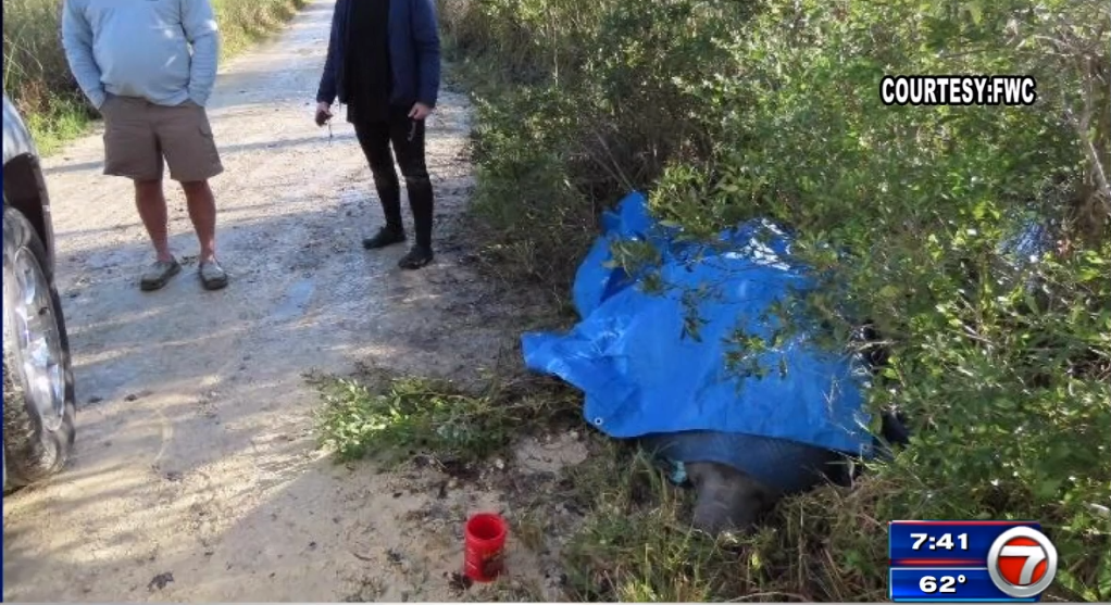 FWC officers rescue stranded manatee near Tampa – WSVN 7News | Miami ...