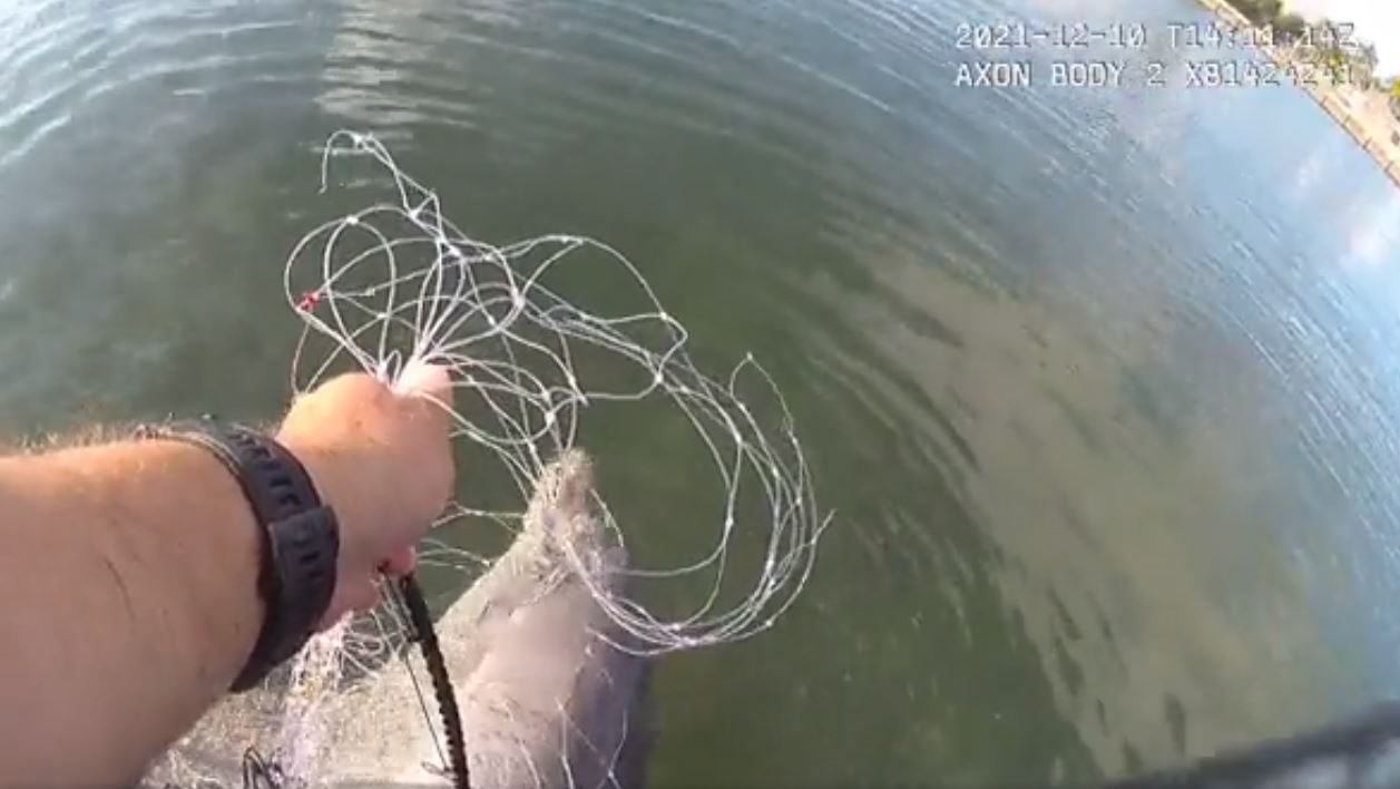 Video captures MDPD officer helping free dolphin trapped in fishing net ...