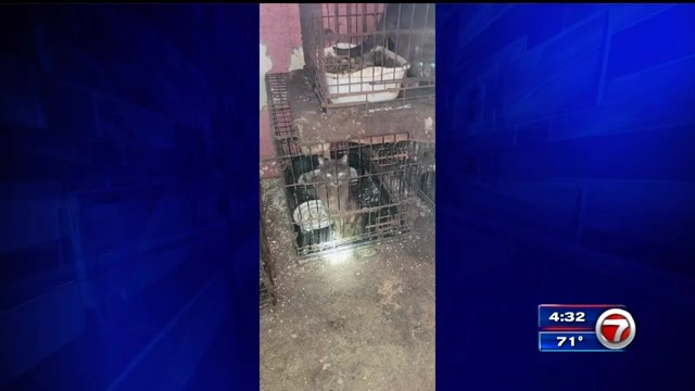 Over 50 cats found in filthy conditions taken from Hollywood home ... Over 50 cats found in filthy conditions taken from Hollywood home ...