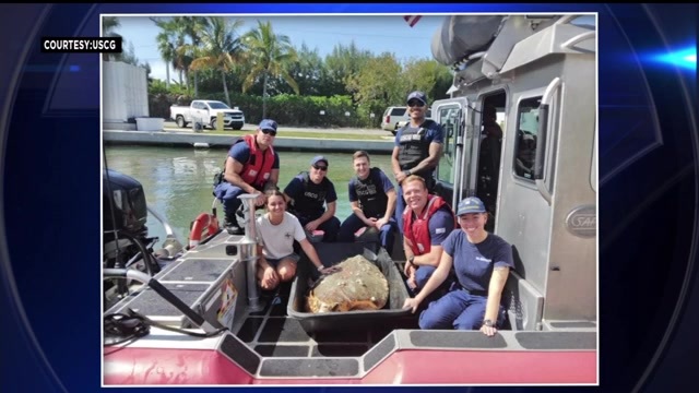 Coast Guard crew, Turtle Hospital rescue 300-pound loggerhead off ...