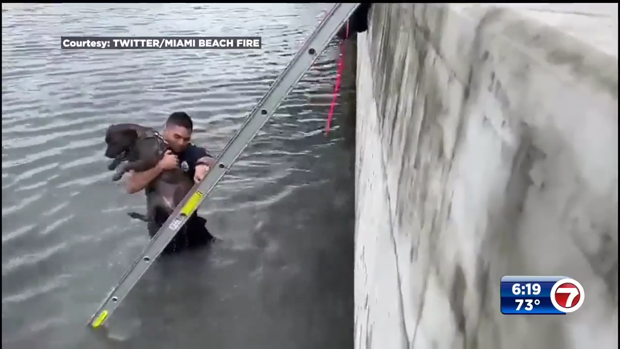 Puppy saved after falling off ledge in Miami Beach - WSVN 7News | Miami ...