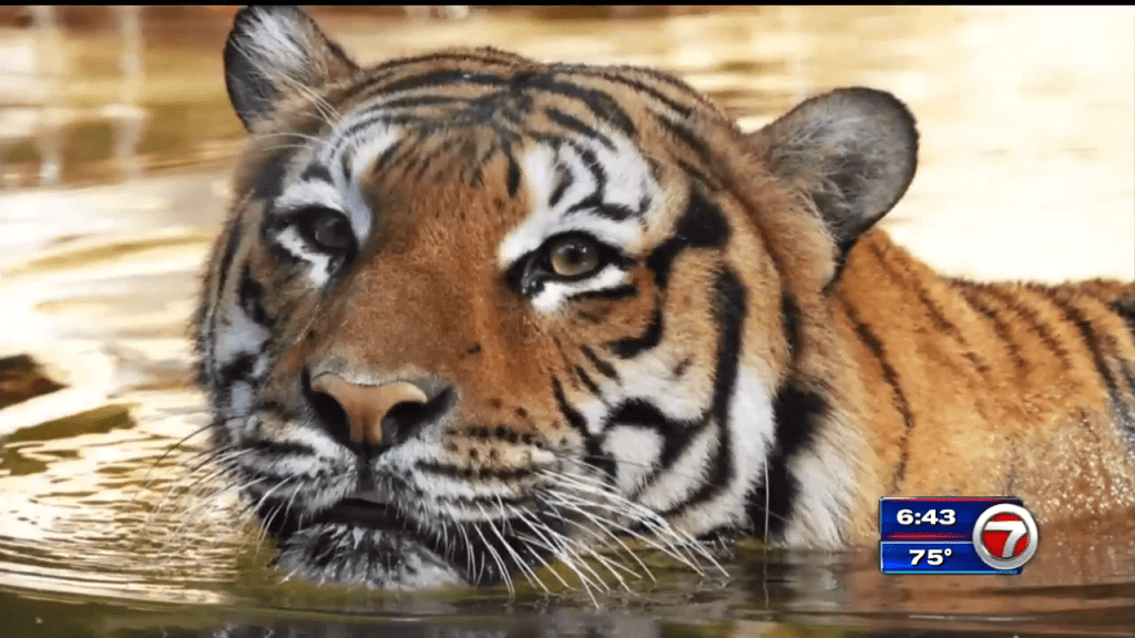 Victim of tiger attack in Naples Zoo blamed for incident – WSVN 7News ...