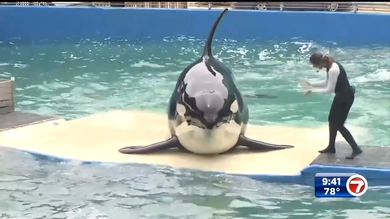 Miami Seaquarium ending shows with aging orca Lolita - WSVN 7News ...