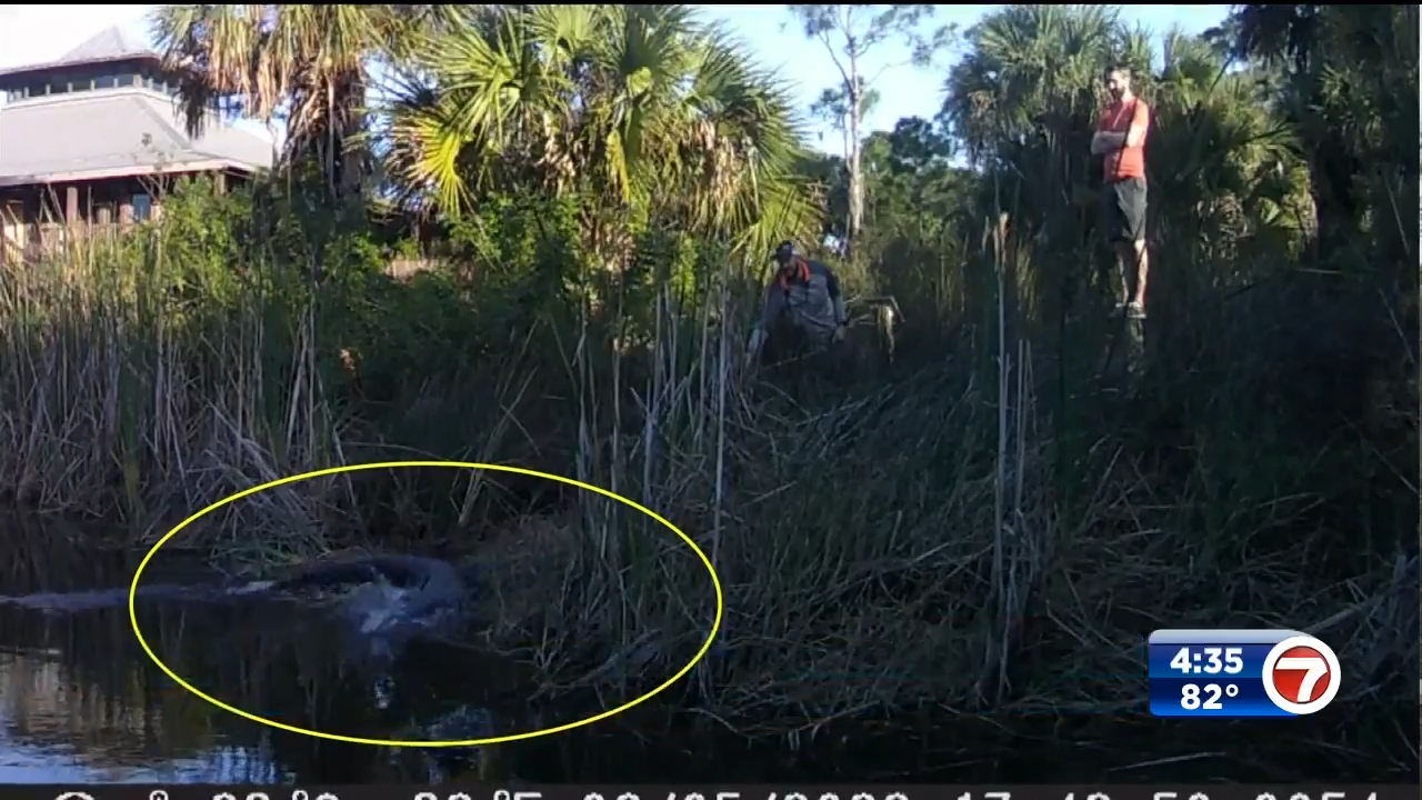 Video shows two men tormenting alligator at Fort Myers environmental ...