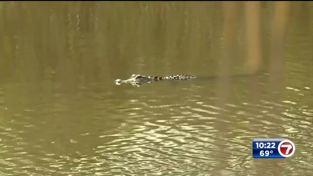 Divers search Martin County park after remains found in gator’s mouth ...