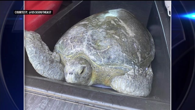 Coast Guard rescues injured sea turtle off Key West – WSVN 7News ...