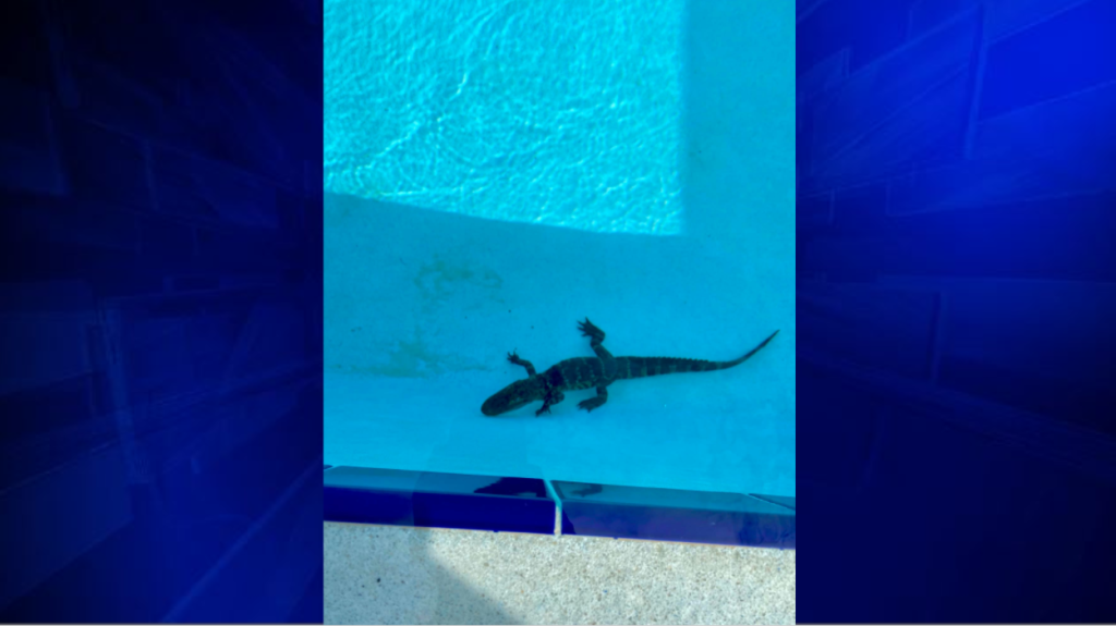 Alligator crashes Florida swim team’s practice – WSVN 7News | Miami ...