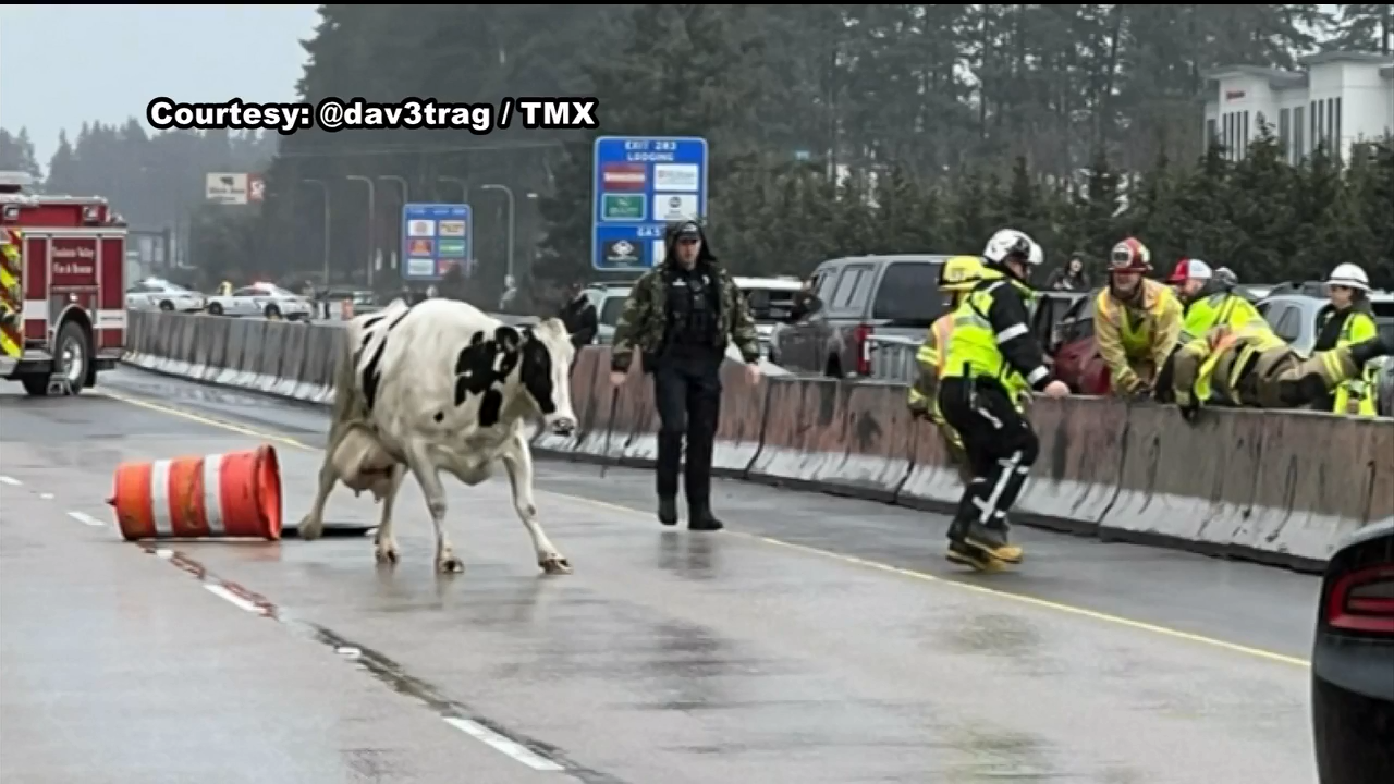Highway reopens after a group of cows got into traffic on Sunday after ...