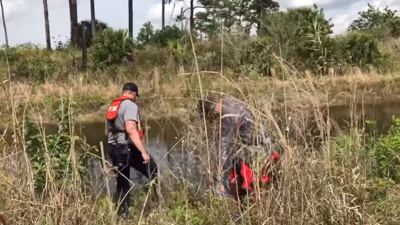 Divers search park after remains found in gator’s mouth - WSVN 7News ...