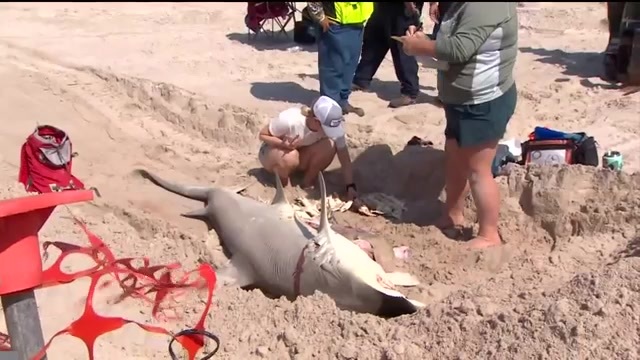hammerhead shark attack florida