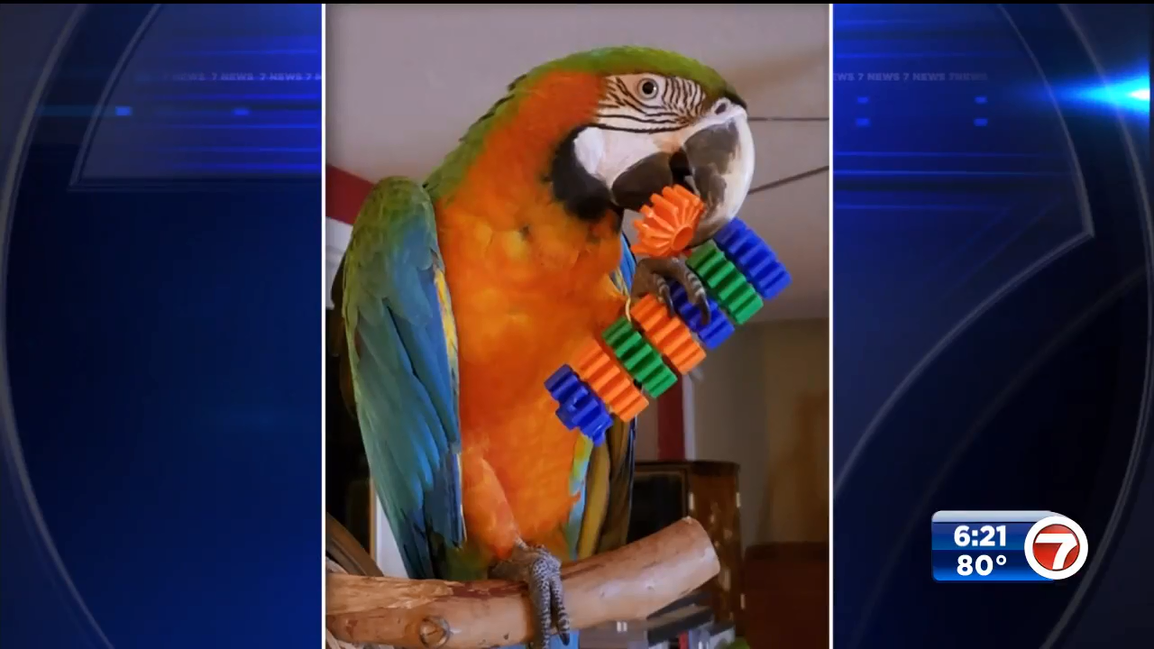Wayward macaw found in Fort Lauderdale - WSVN 7News | Miami News ...