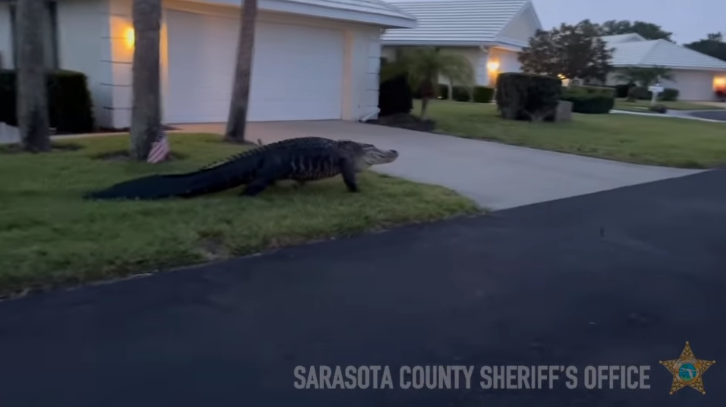 Large alligator saunters through Florida neighborhood - WSVN 7News ...
