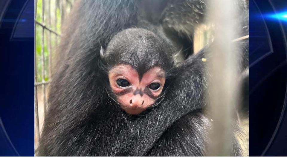 batman penguin monkey