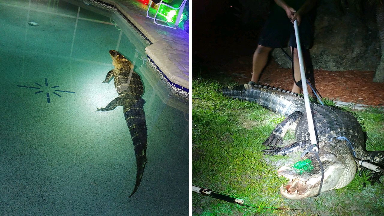 Florida family finds 10-foot alligator in pool - WSVN 7News | Miami ...