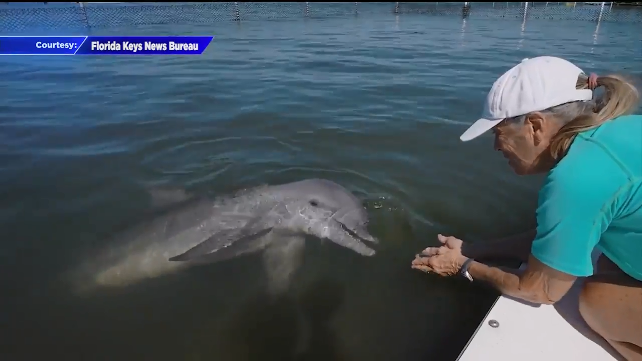 Rescued dolphin at Marathon research center expected to be OK - WSVN ...