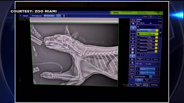 Endangered tree kangaroo hops to clean bill of health after checkup at ...