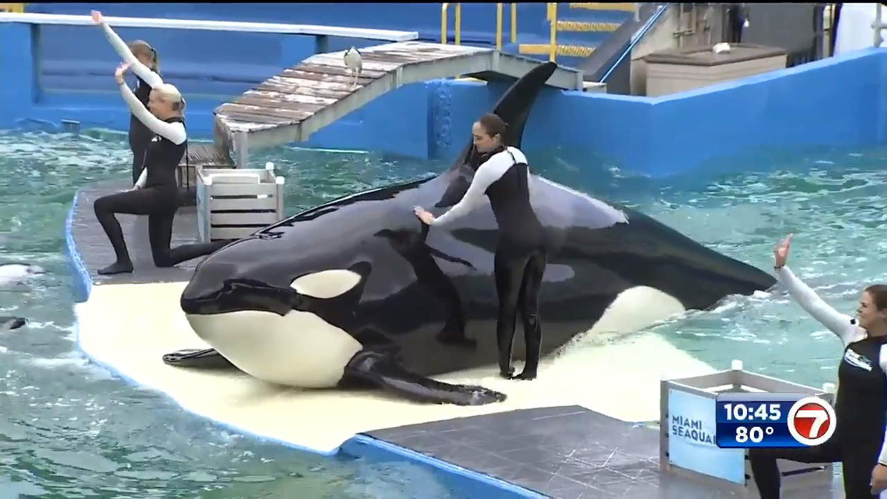 Beloved South Florida orca gets a health check - WSVN 7News | Miami ...