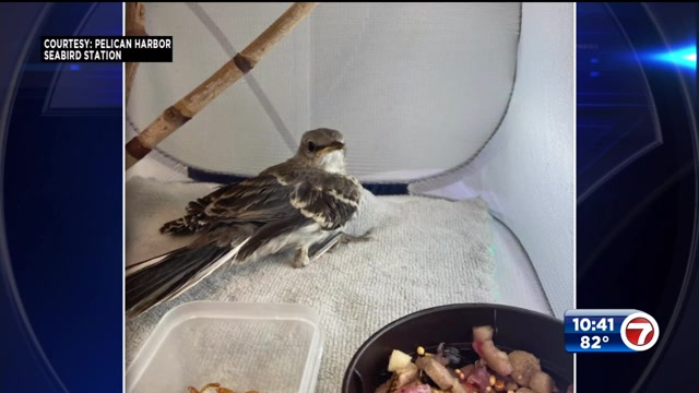 Mockingbird with fractured leg is Pelican Harbor Seabird Station’s 39 ...