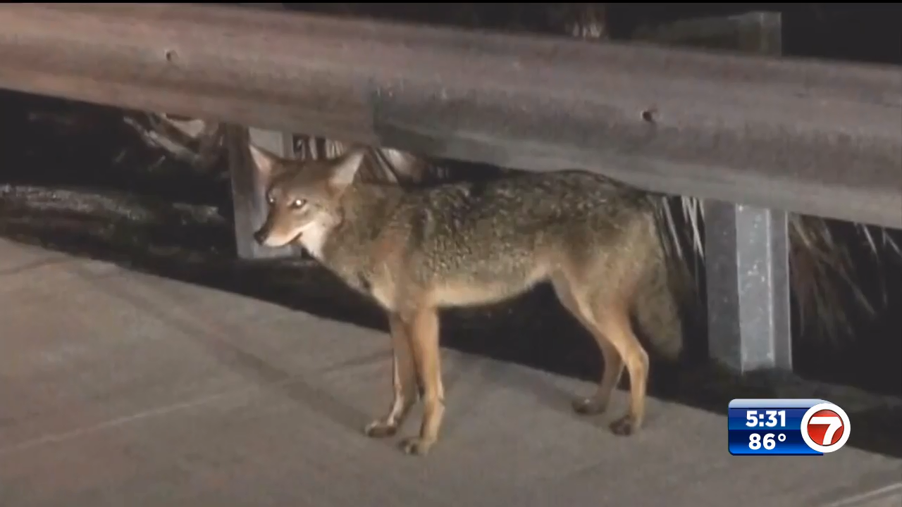Margate residents concerned over coyote encounters - WSVN 7News | Miami ...