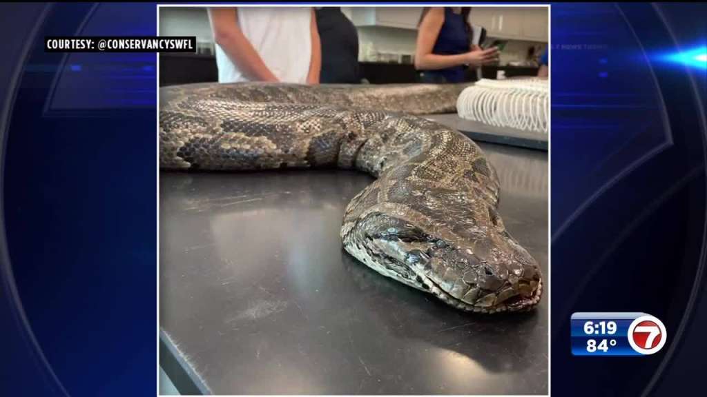 Florida team hauls in 18-foot, 215-pound Burmese python – WSVN 7News ...
